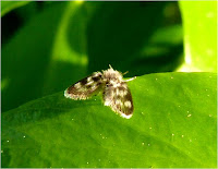 Insects of Scotland: Mosquitoes/Midges/Horseflies