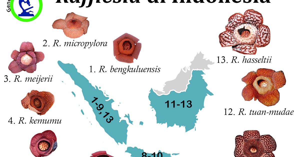 Jenis-jenis Bunga Rafflesia di Indonesia - SIAP UJIAN