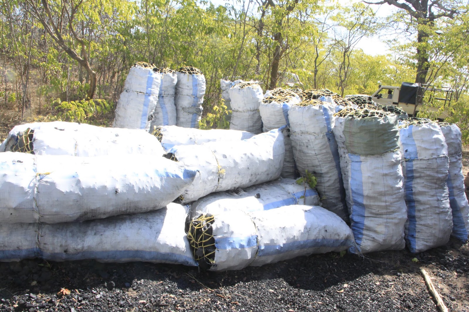 SERIKALI WILAYANI IKUNGI MKOANI SINGIDA YATAIFISHA MAGUNIA 121 YA MKAA ...