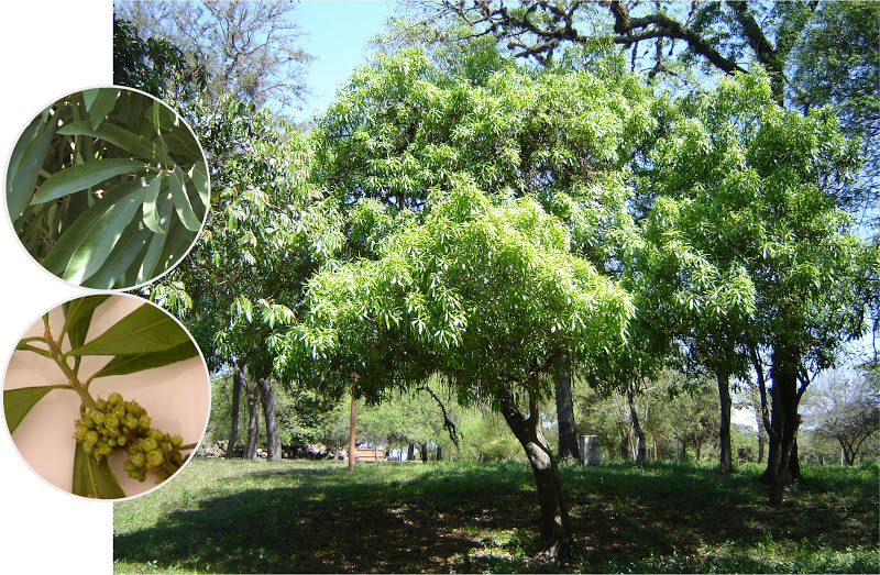 v e r d e c h a c o: octubre 2010