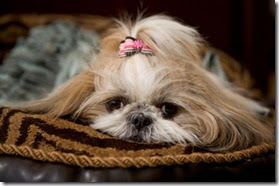 The dog in world: the Heat Cycle of Female Dogs