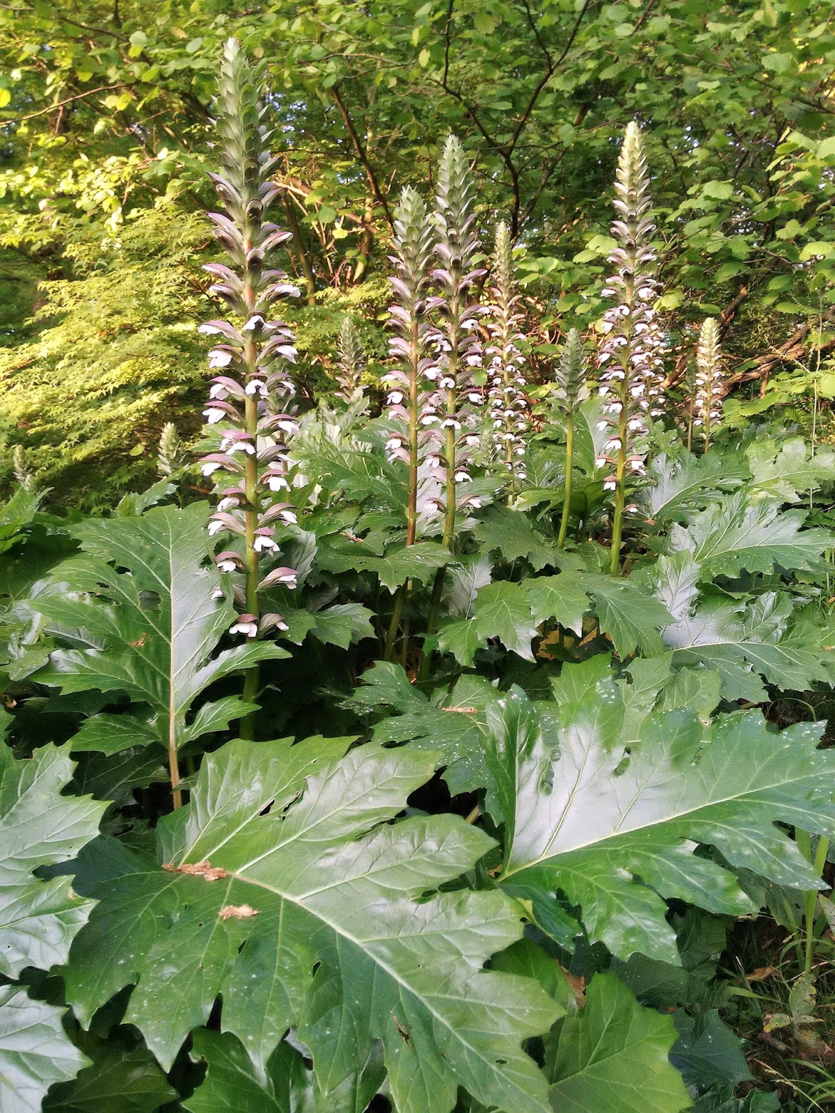 Tertulias poéticas: HOJAS DE ACANTO