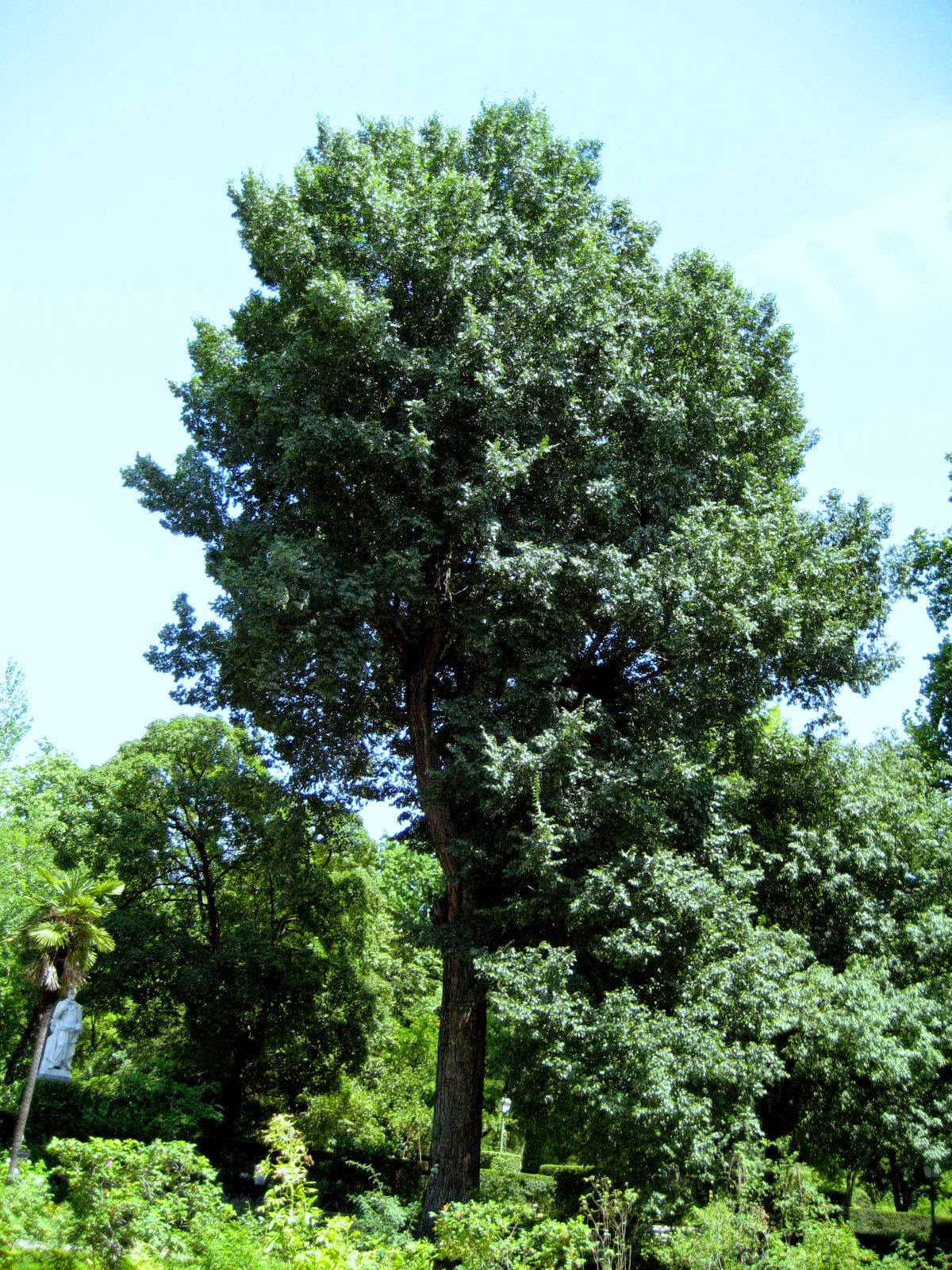 Árboles con alma: Olmo. Om. (Ulmus minor) Árboles con alma: Olmo. Om. (Ulmus minor)