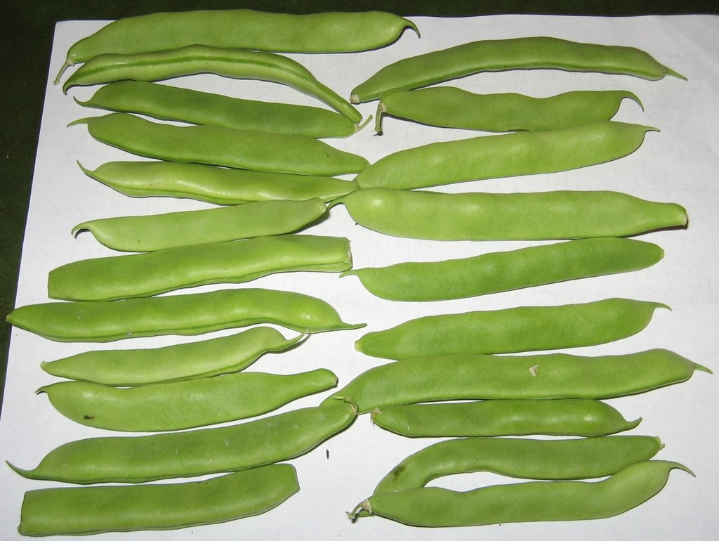 My Appalachian Life: Turkey Craw Beans, Appalachian Language, and ...