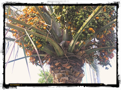 Cultura Árabe: As tâmaras e seus benefícios a saúde