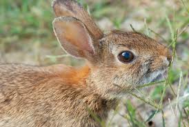 All About Animal Wildlife: Wild Rabbit Information and Images-Photos 2012