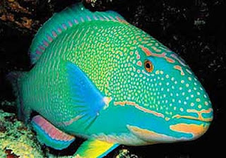 La Casa de Norma: Parrotfish - Papageienfisch - Cotorra - Scarinae ...