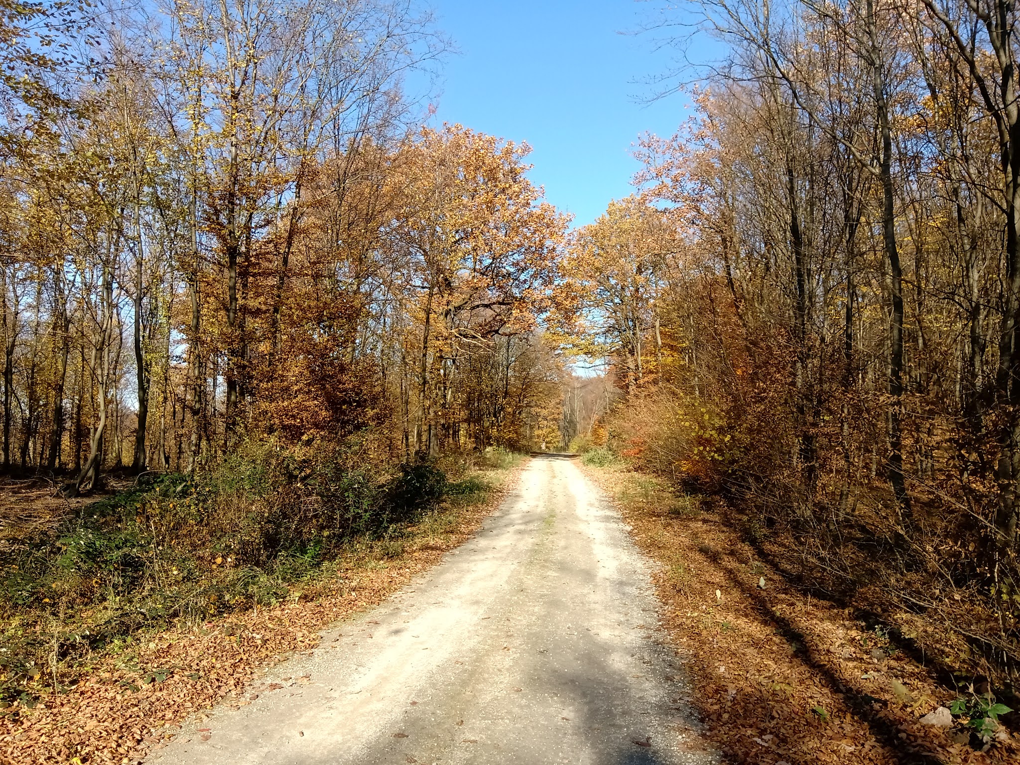MEDITÁCIÓ - a kolostor udvarán: Az erdő szelleme