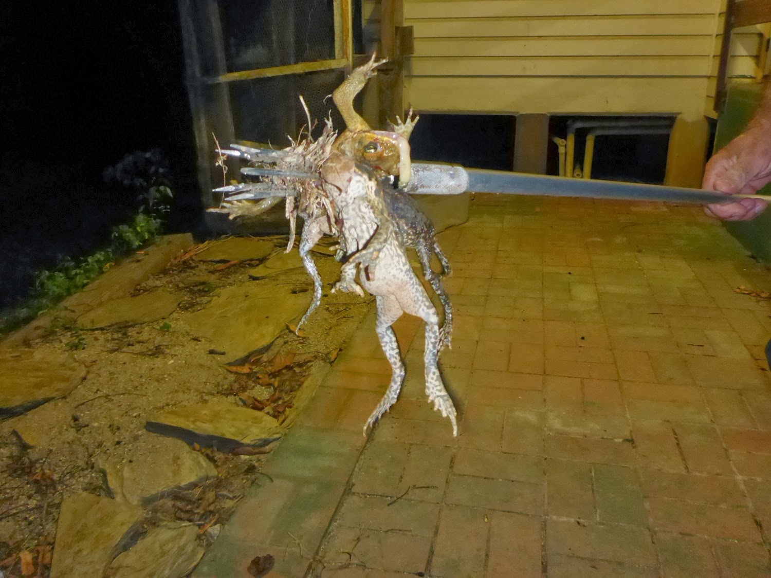 Steve and Dee's Australian Tour - Part 2: Mossman 2. (Including Cane ...