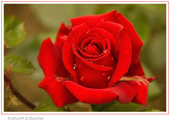 Seandainya Kita Sehati Sejiwa: Rahsia Disebalik Warna Bunga Ros ...