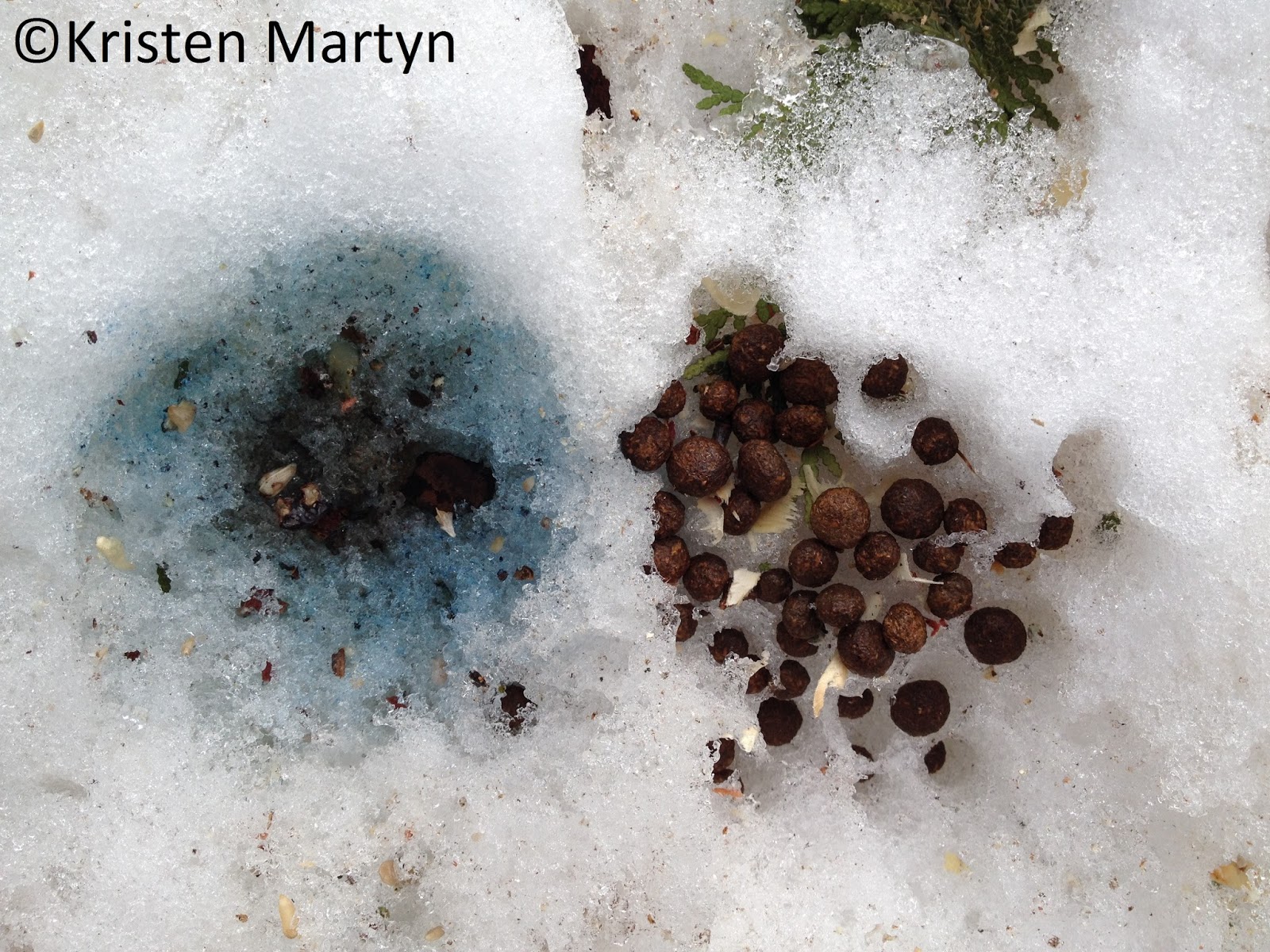 The Mystery of the Blue Pee | Nature Notes Blog