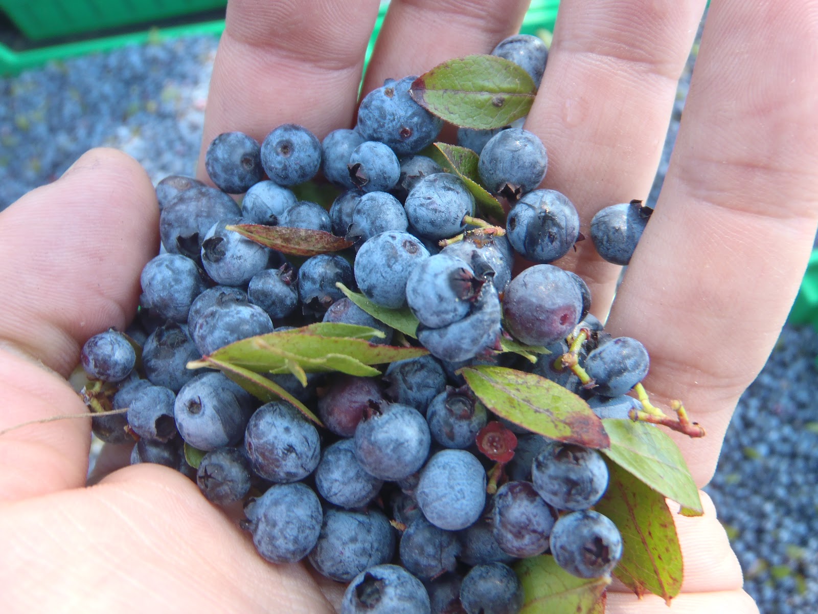 Have You Ever Picked A Carrot?: Rhizome Clones: The proliferation of a ...