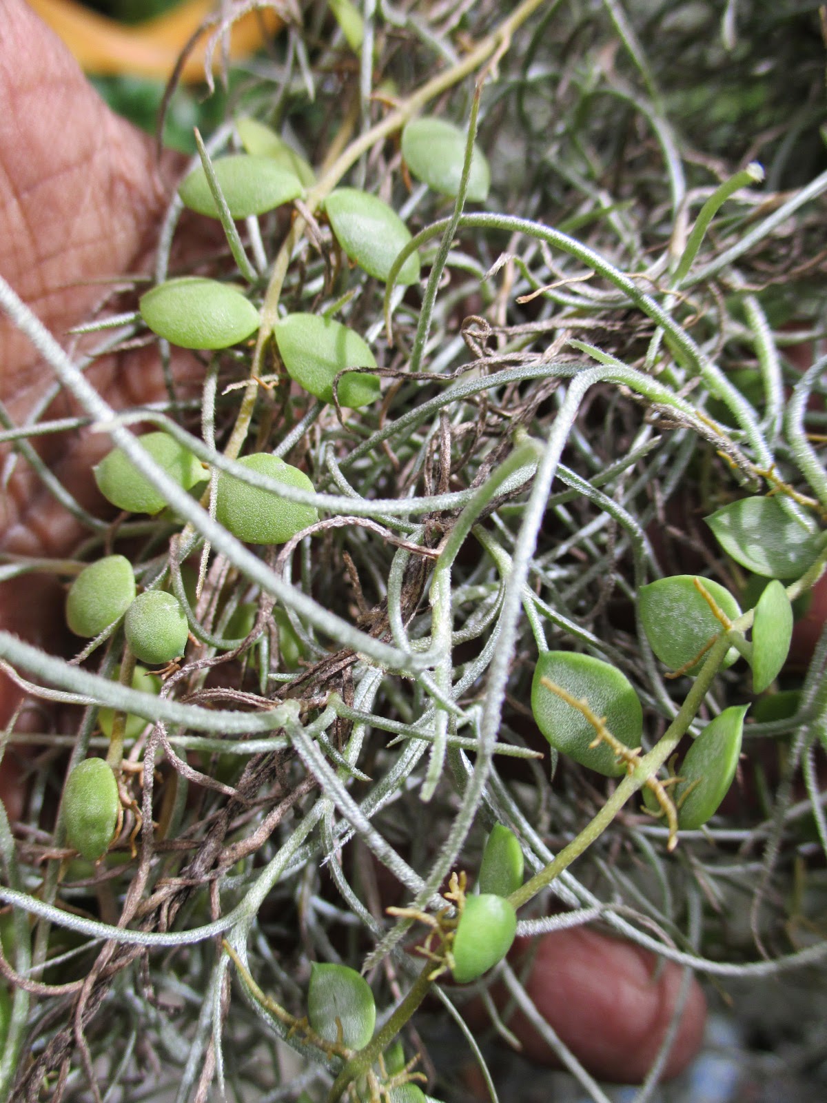 Garden Chronicles of James David: Dischidia Nummularia (String Of Nickels)