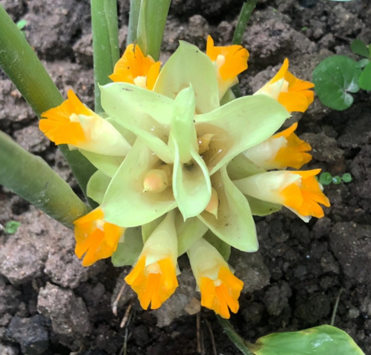 Species New to Science: [Botany • 2021] Curcuma phrayawan, C ...