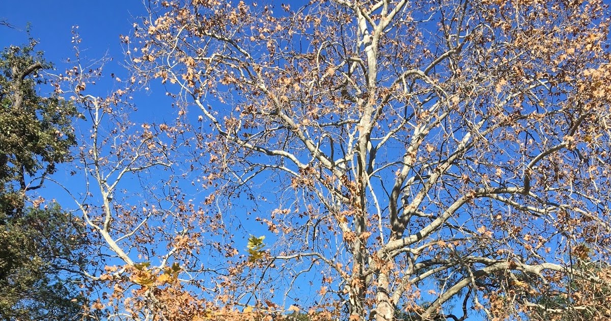 Return to Sydney: #13. Fall colors? Not in Sydney!