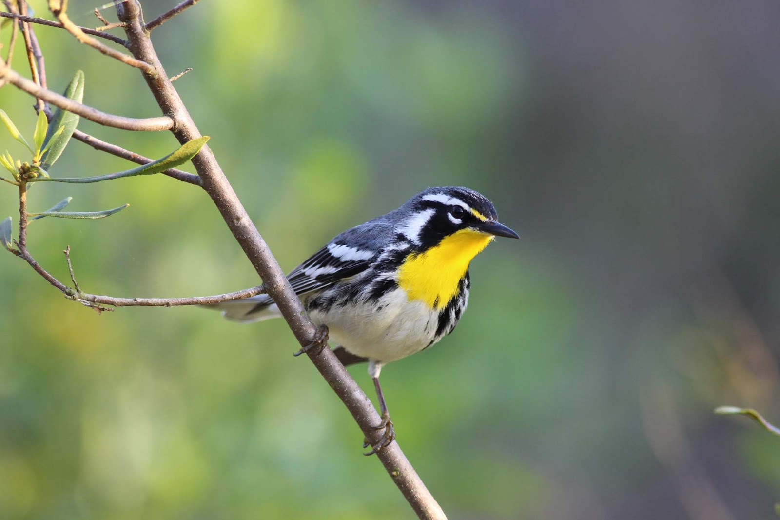 Photographicbirdlistomania: Yellow-throated Warbler (Setophaga dominica ...