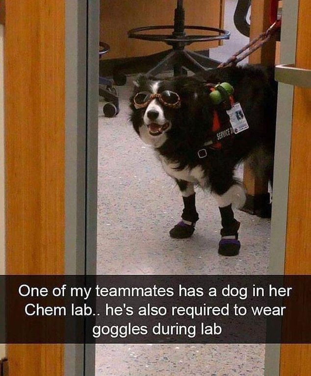 One of my teammates has a dog in her chem lab, he's also required to ...