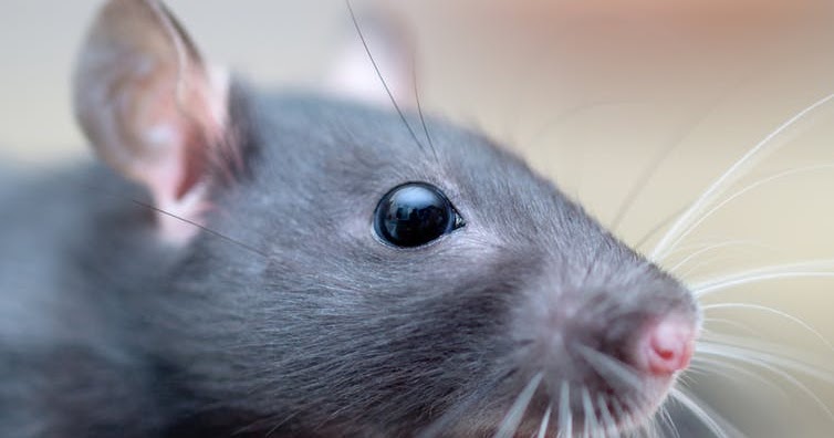 Bitácora en Buenos Aires: La extrema Rata del 20