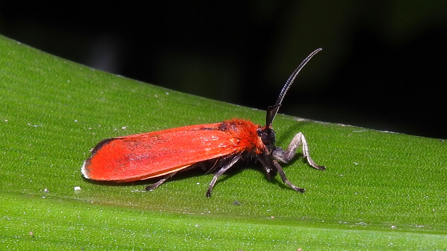 台灣-鳥類與昆蟲-自然觀察記錄: 恆春榕蛾 Phauda mimica / 榕蛾科 Phaudidae
