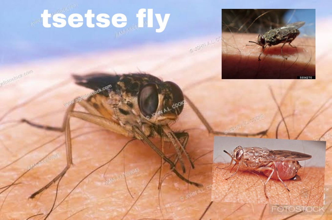 Trypanosomiases (surra) diseases ~ Veterinary gyan