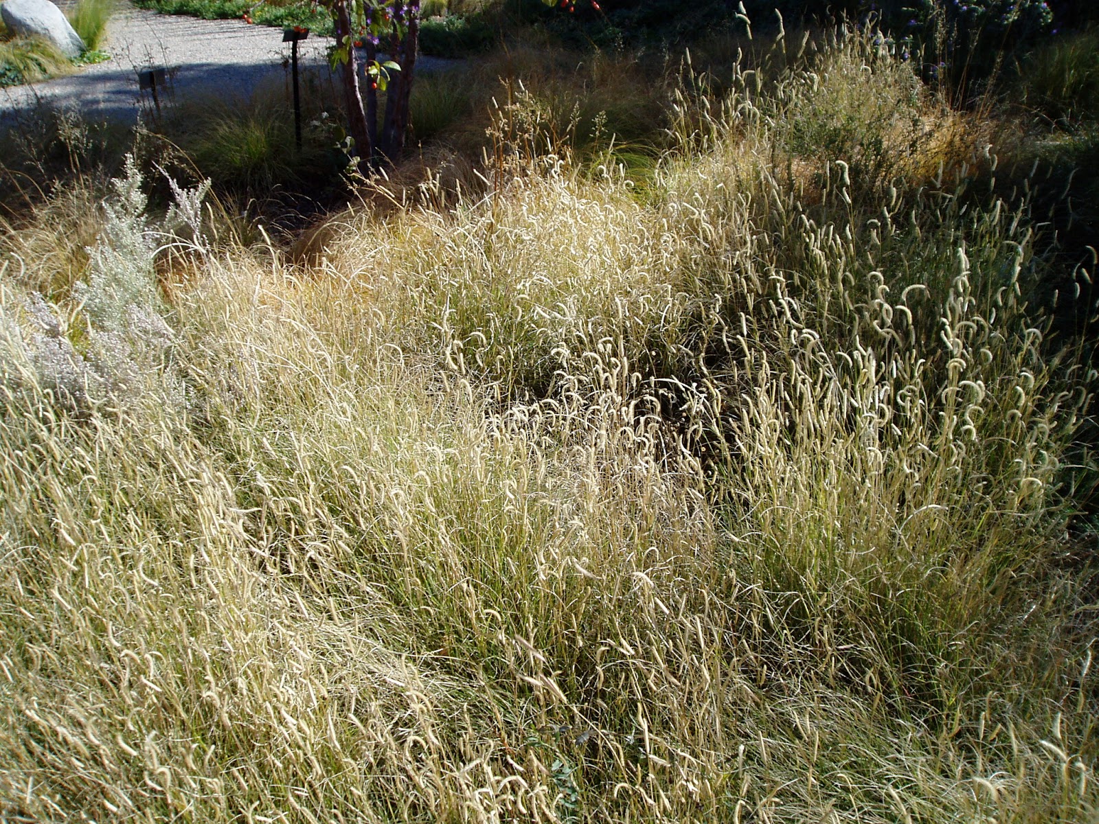 Lovegrass Farm: Bouteloua gracilis (Blue Grama) Ornamental Grass