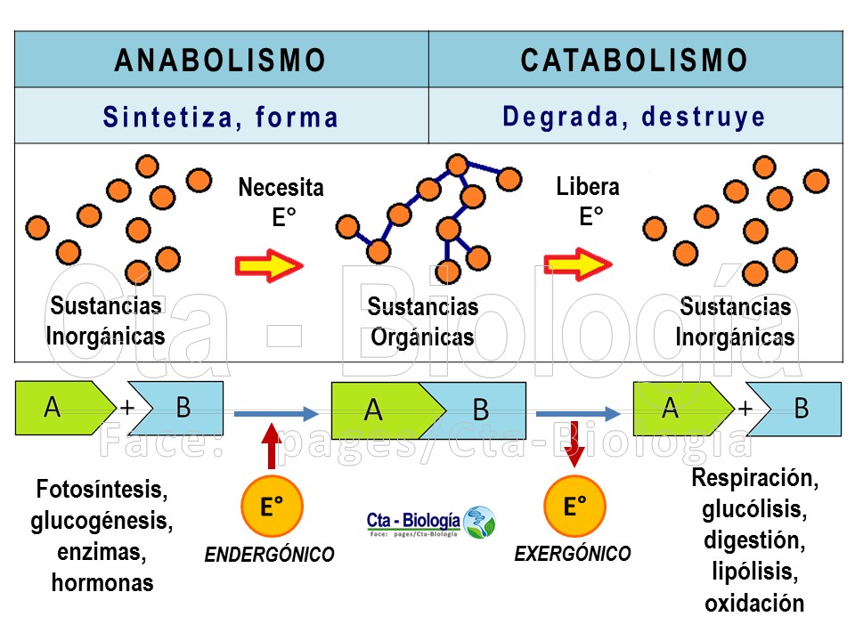 Biología didáctica: NSC 5° - Metabolismo Celular