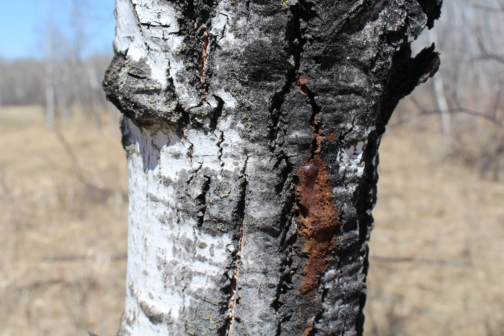 Assiniboine Forest Plant Life: An Exploration of Trembling Aspen Bark