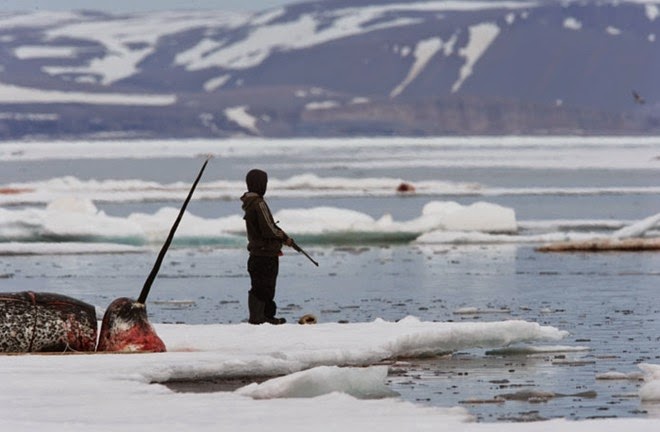 The narwhal hunt near Arctic ~ LOVE NATURE 24H