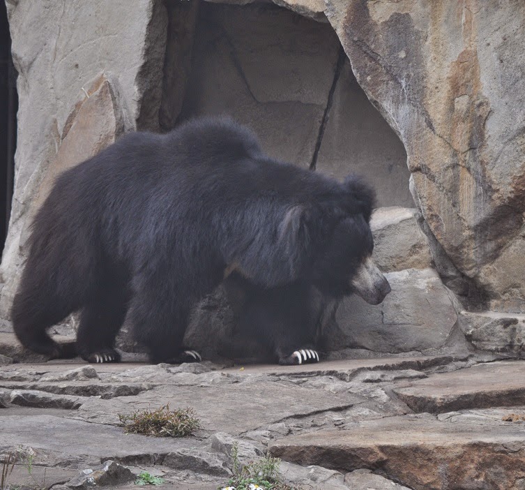 ZOOTOGRAFIANDO (MI COLECCIÓN DE FOTOS DE ANIMALES): OSO BEZUDO / SLOTH ...
