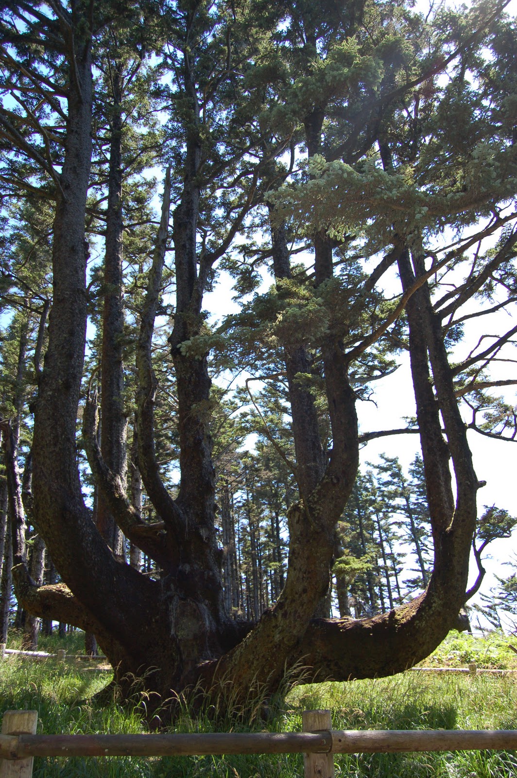 The Tovar Times: The Octopus Tree