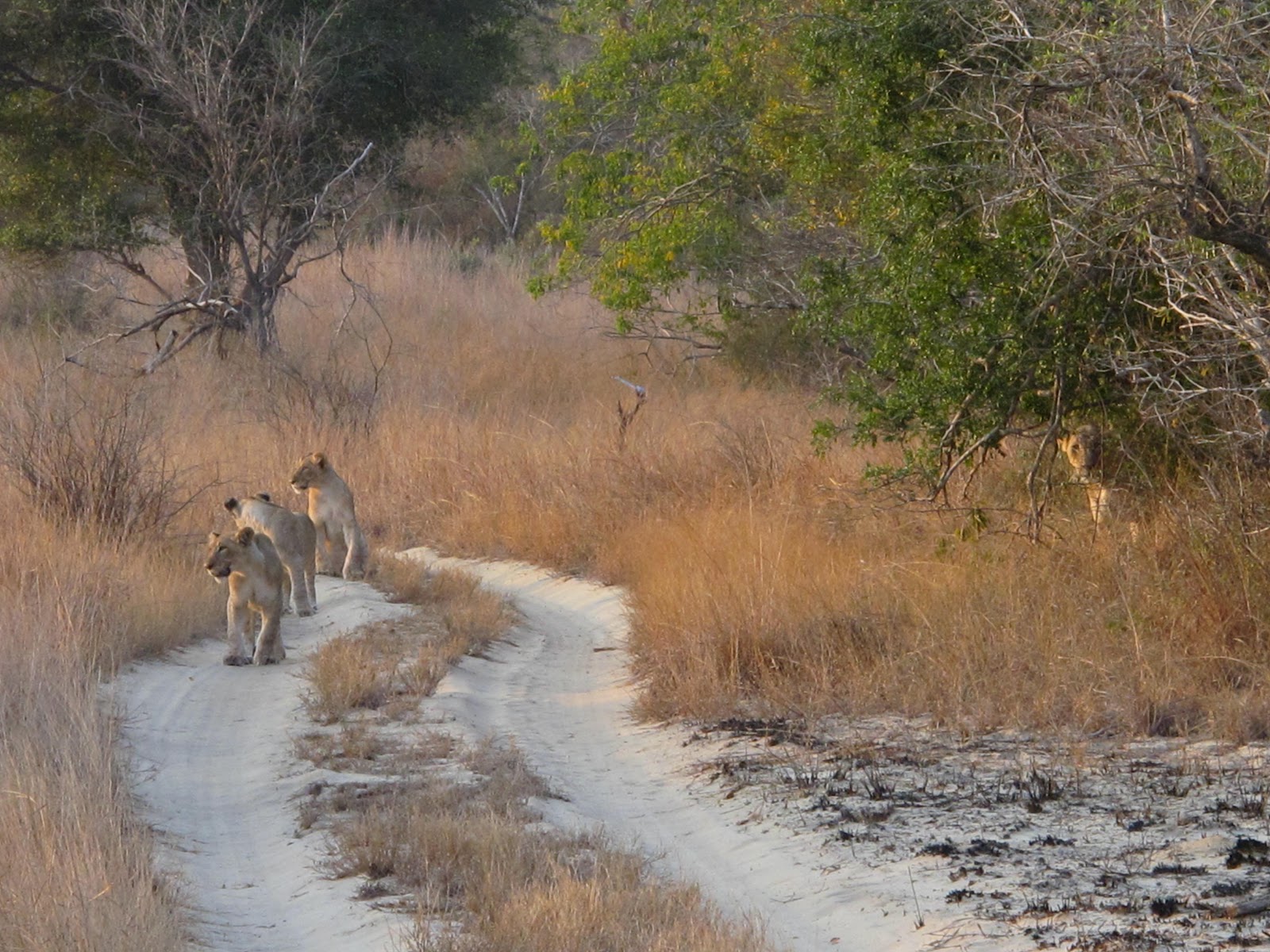 African Dream: Week 8 - Tembe Camp