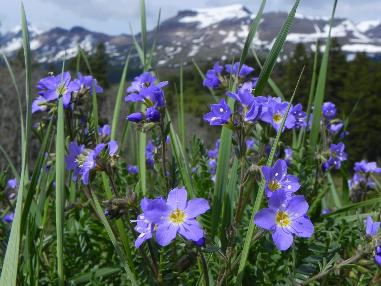 Wildflower Wanderings: Flower Ecstasy on June 1st; Installment 1