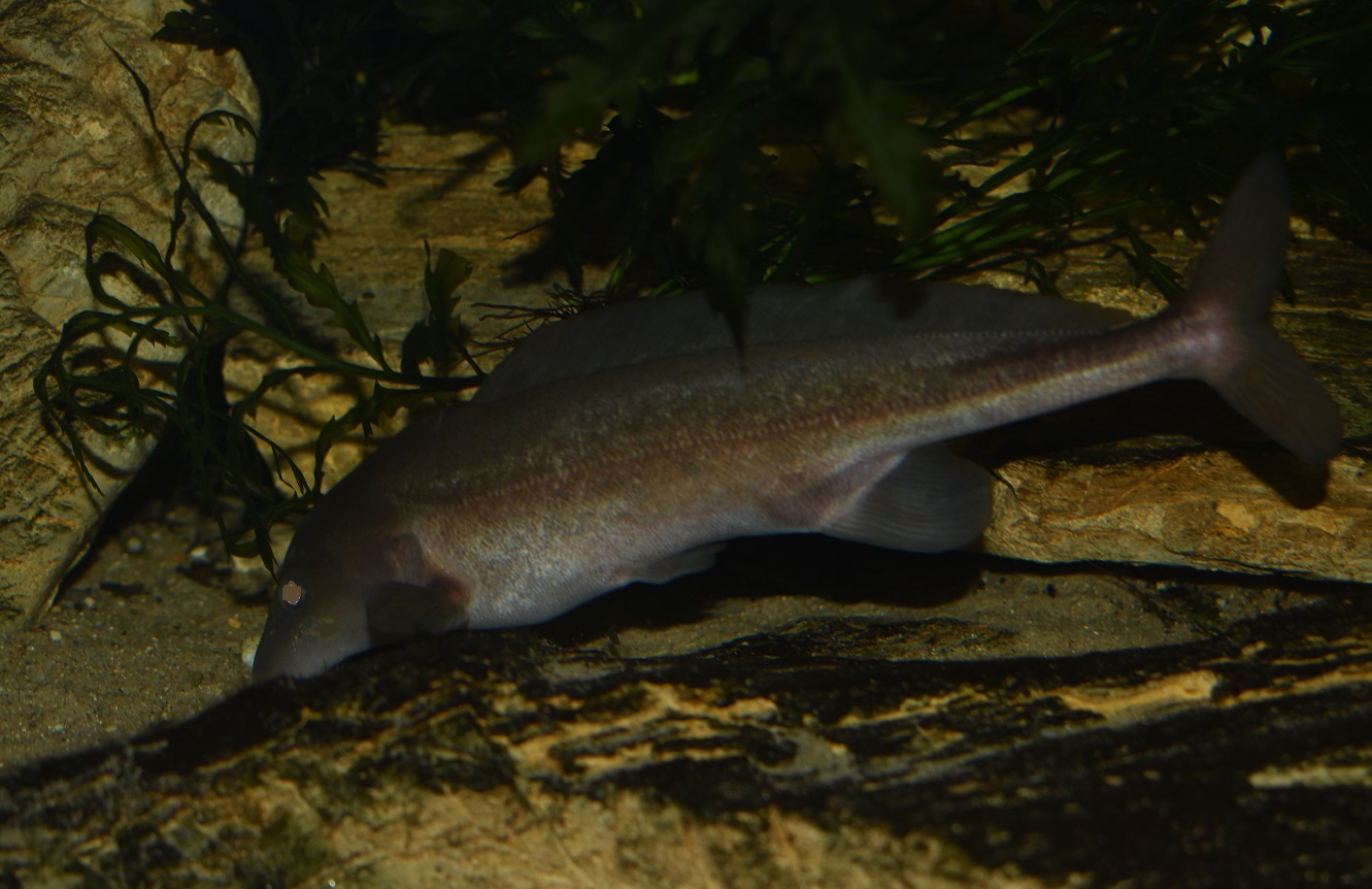 ZOOTOGRAFIANDO (6.096 ANIMALS): PEZ DELFÍN / EASTERN BOTTLENOSE ...