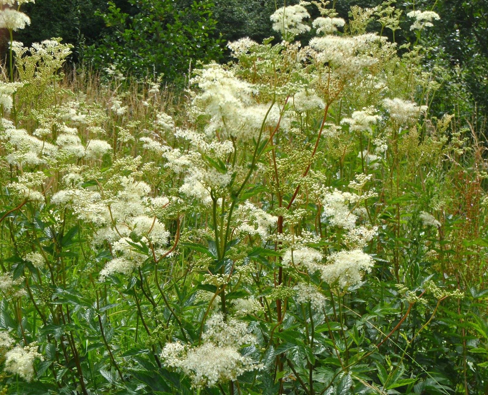 Hills Farm Wildlife Conservation: Meadowsweet and Meadow Browns in July
