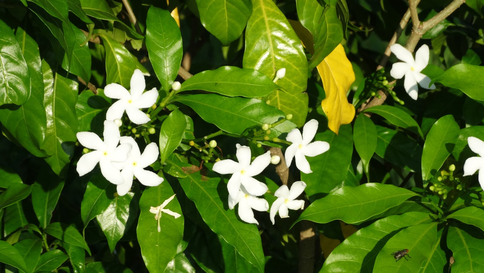 Life,films and nostalgia: Crape jasmine, Carnation of India ...