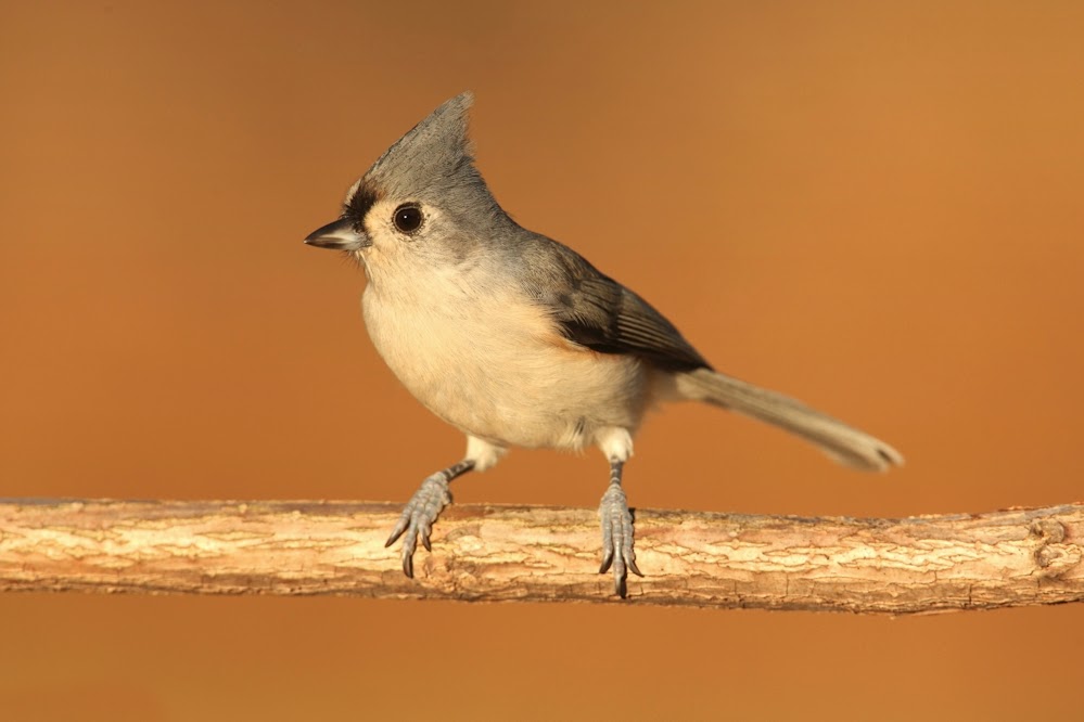 Steve Byland Nature Photography