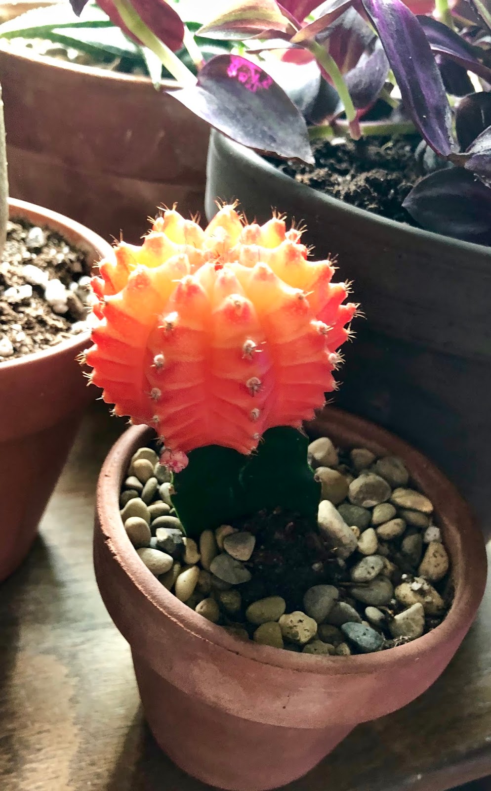 Lily's Indoor Jungle: Moon Cactus Care and Tips