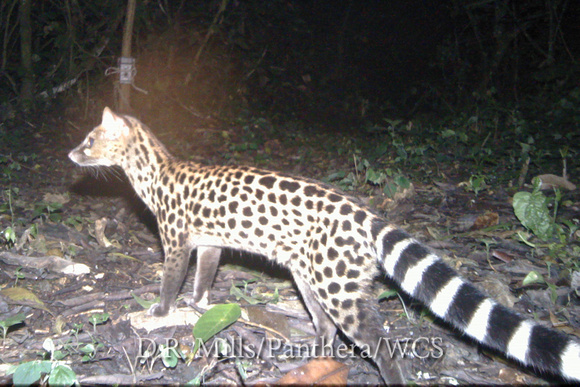 Mamíferos y marsupiales mammals of the earth: Jineta servalina (Genetta ...