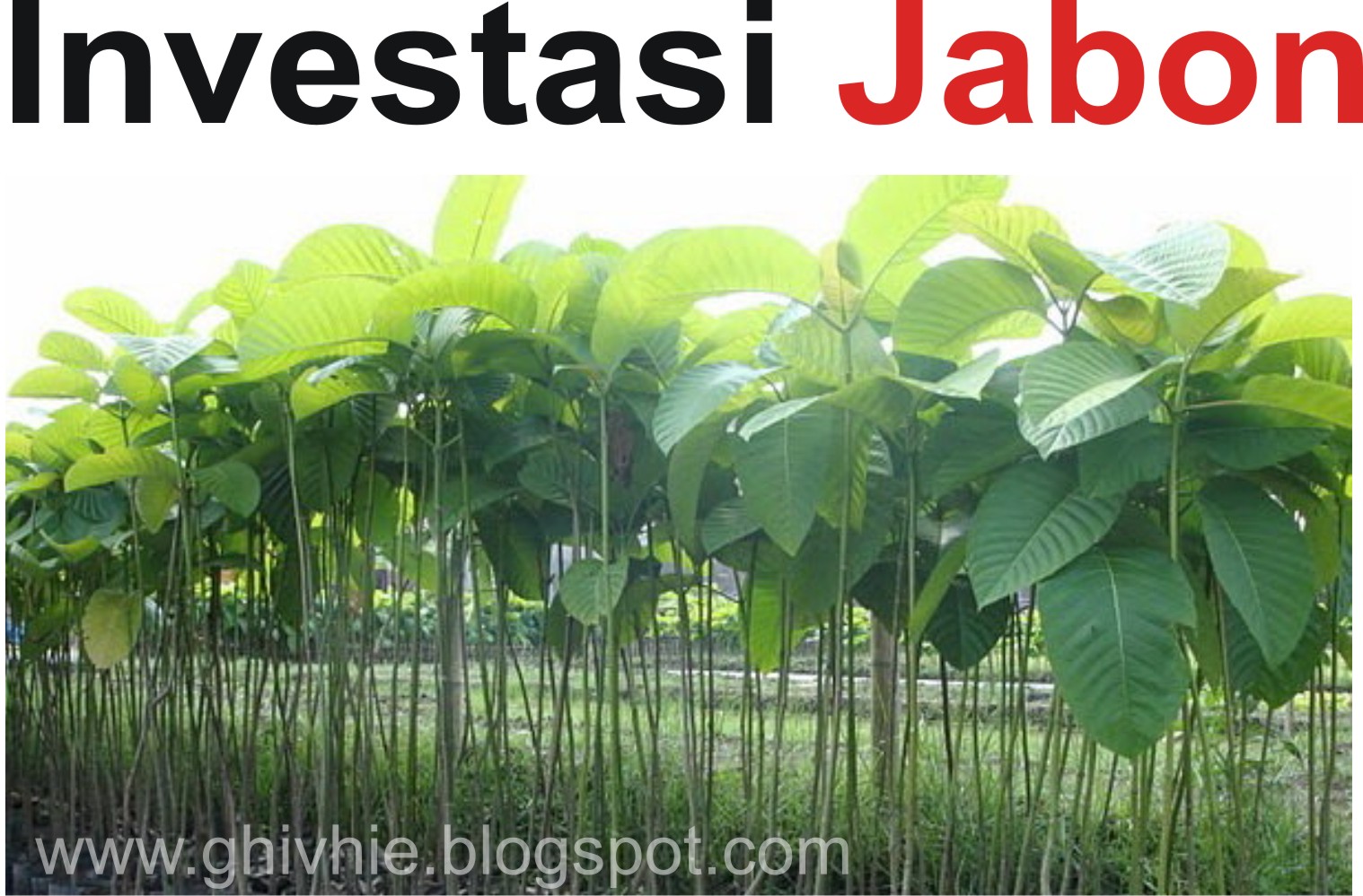 Investasi Jabon | Anjar Gigih Dewanto