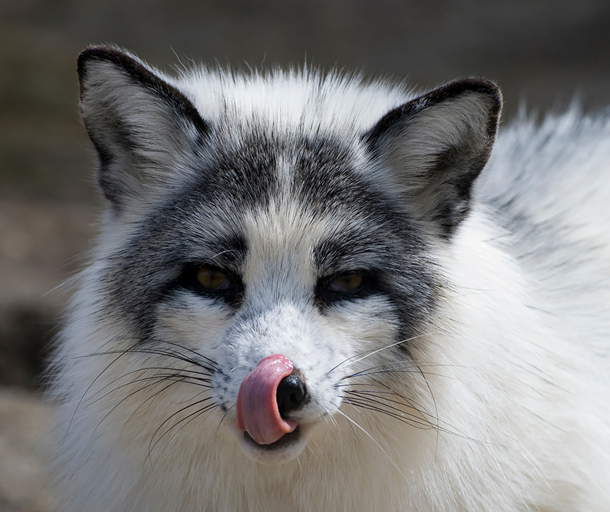 Marble Fox Kit