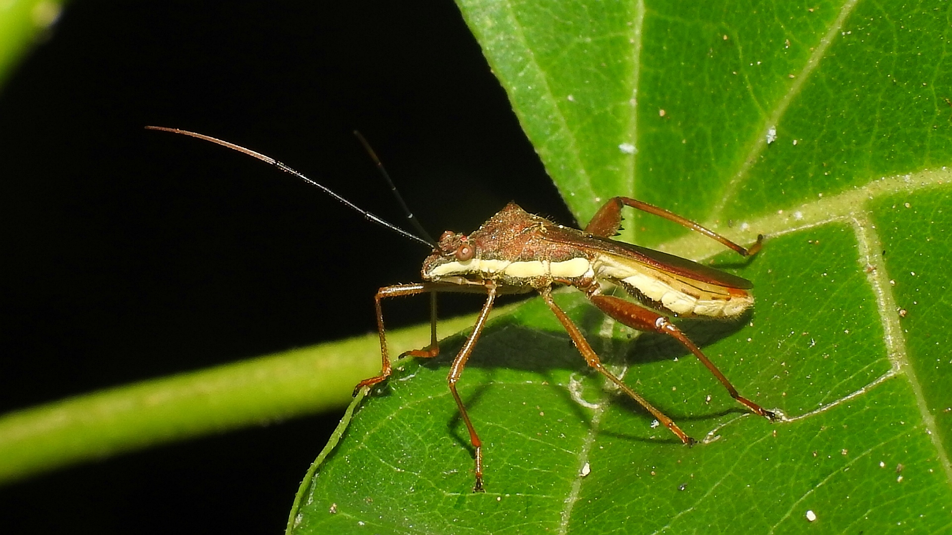 台灣-鳥類與昆蟲-自然觀察記錄: 條蜂緣椿象 Riptortus linearis /蛛緣椿科 Alydidae