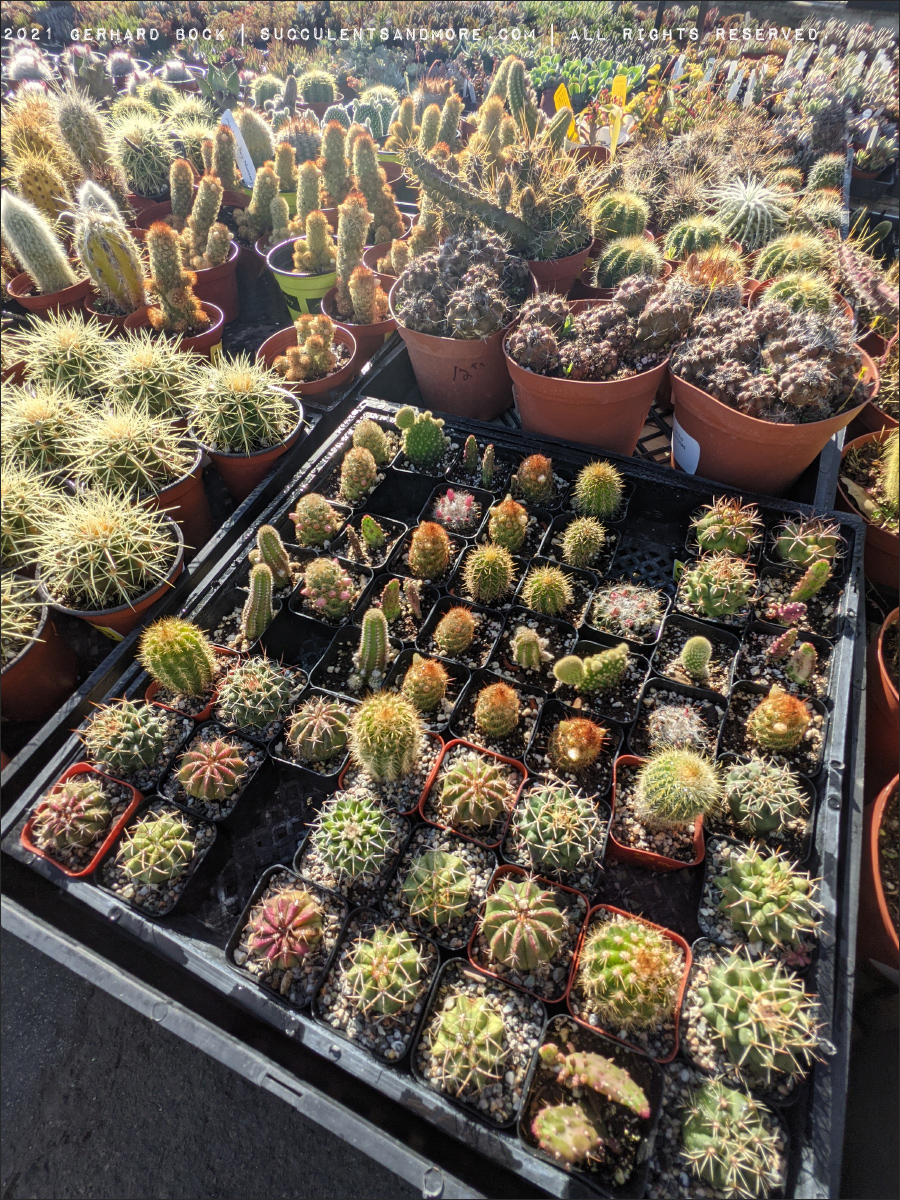 Succulent cornucopia at Plant Depot nursery in San Juan Capistrano