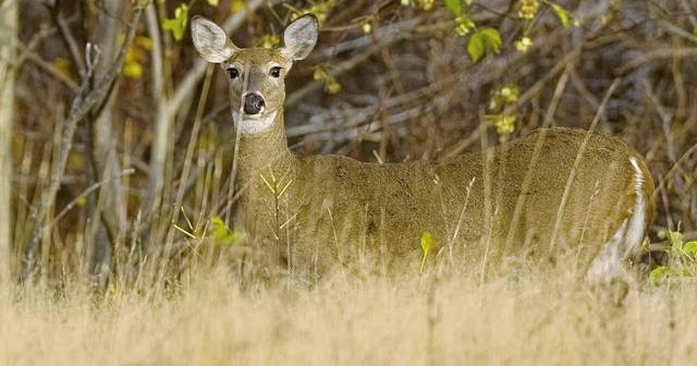 Save the Earth: How Does Hunting Affect the Environment?