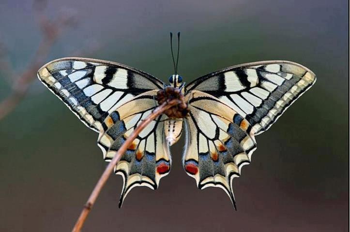 EL UNIVERSO EN IMAGENES: MARIPOSAS MULTICOLORES