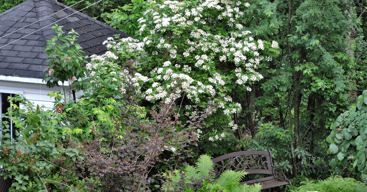 Carnet naturaliste: Et pourquoi pas un pimbina
