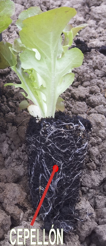 El huerto todo el año