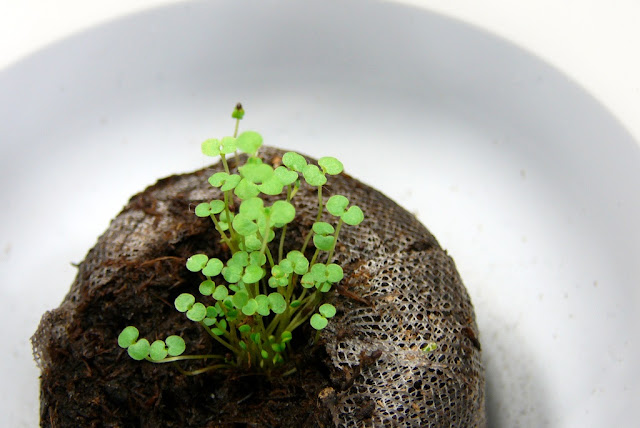 Mint: The Ultimate Guide