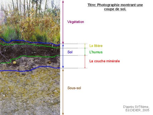 Le devenir de la matière organique
