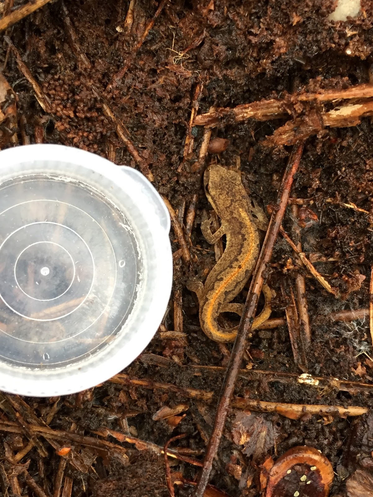Blog | Josie Hewitt Photography: Smooth Newt