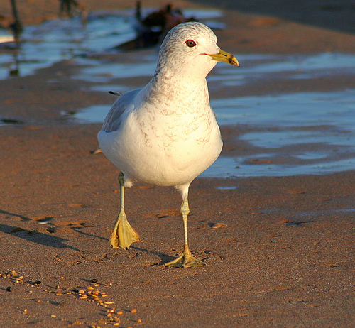 Cute Seagull In Photos | Funny And Cute Animals